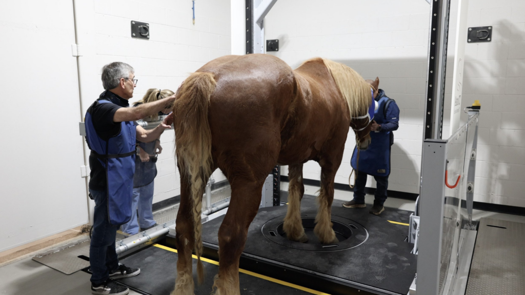 Equine Innovative Medicine Unveils Advanced Diagnostic Capabilities ...